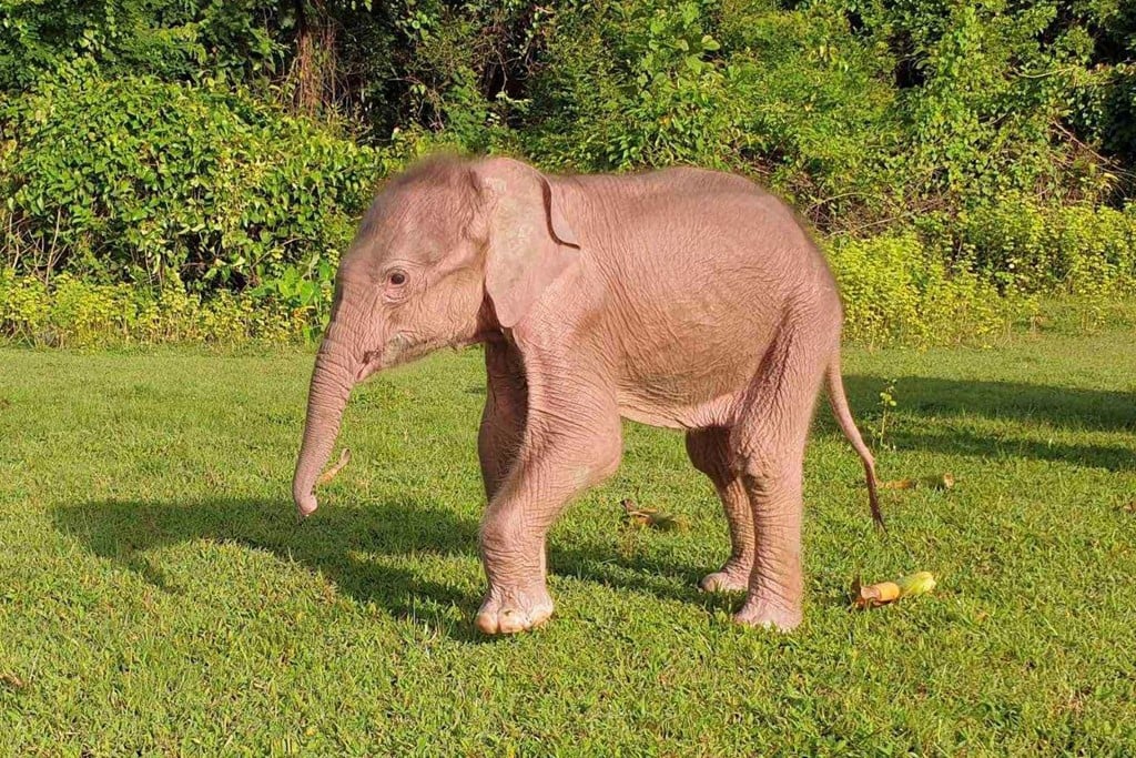Rare white elephant born in Myanmar: state media | Mizzima Myanmar News ...