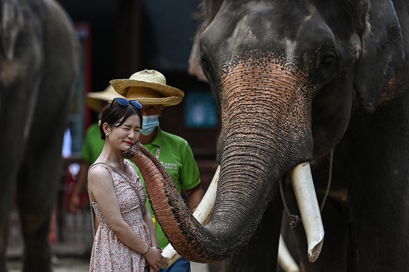China villagers learn to live with the elephant in the room | Mizzima ...
