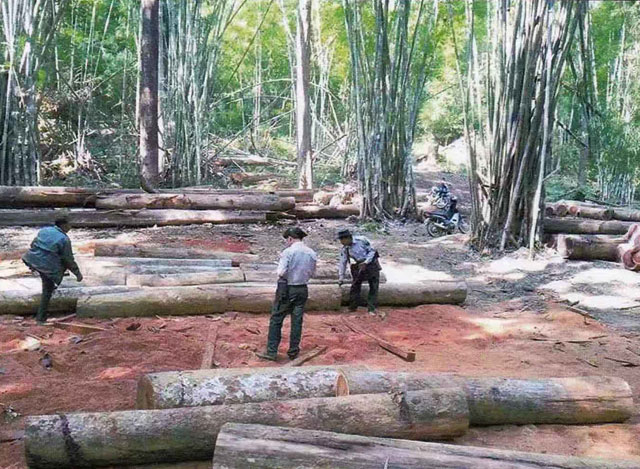 Over 463.2 tons of illegal timber seized - Ministry | Mizzima Myanmar ...