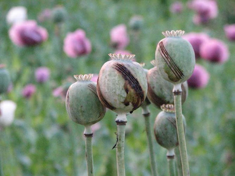 UNODC to issue survey on rising opium plantation and production in ...