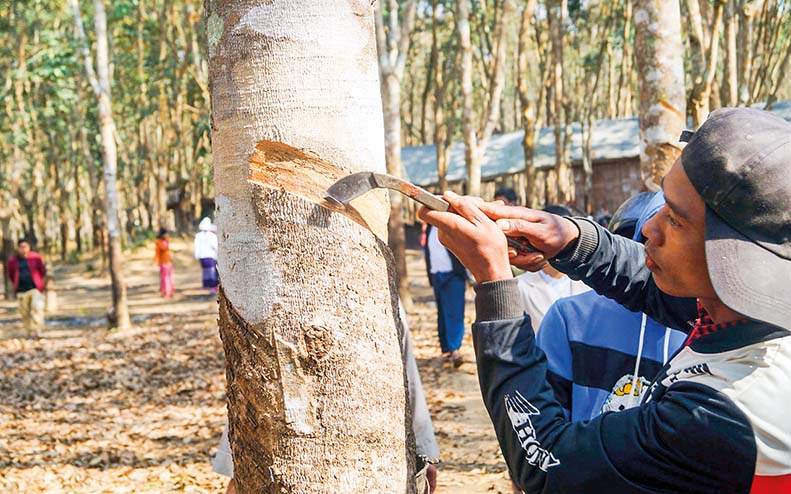 Rubber tappers in a Tanintharyi village told to halt tapping due to ...