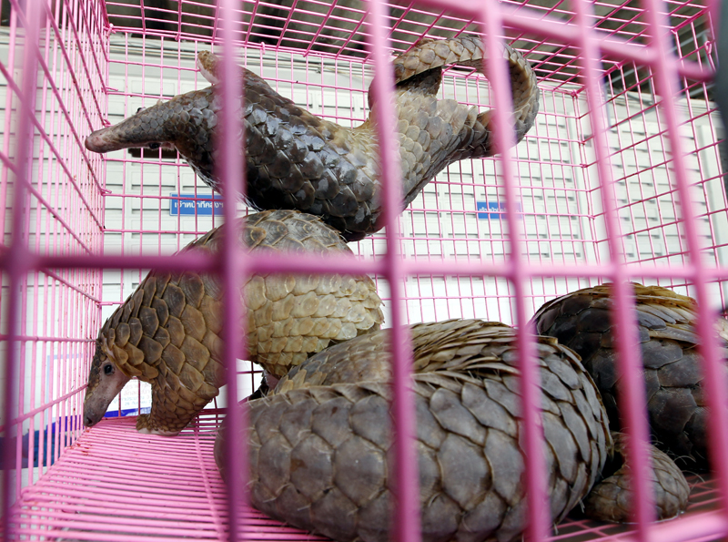 Illegal pangolin trade in Myanmar booming: report | Mizzima Myanmar ...