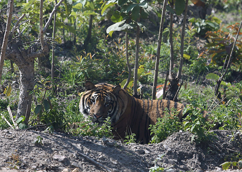 World tiger count rises for first time in 100 years | Mizzima Myanmar ...