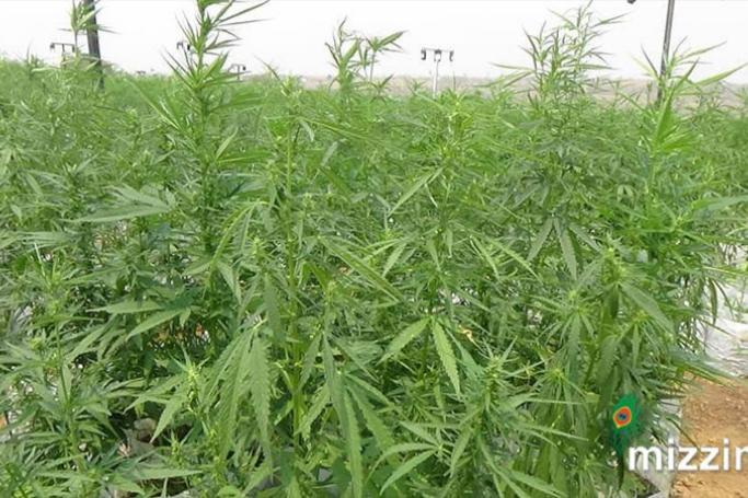 Grassed up: Facebook leads Myanmar police to weed-growing Americans | Mizzima Myanmar News and ...