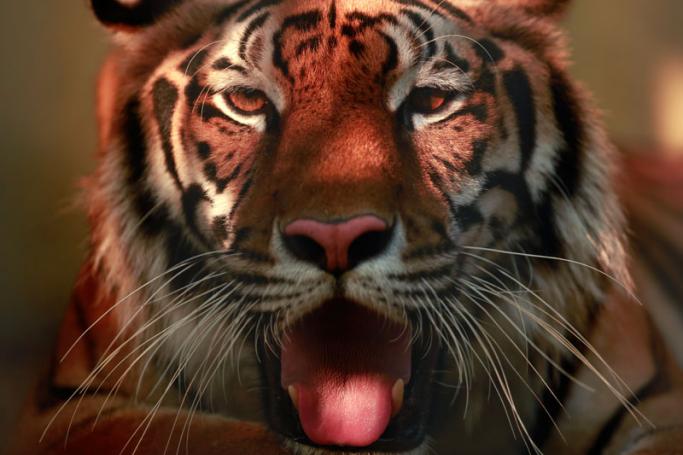 Myanmar home to 331 endangered species | Mizzima Myanmar News and Insight