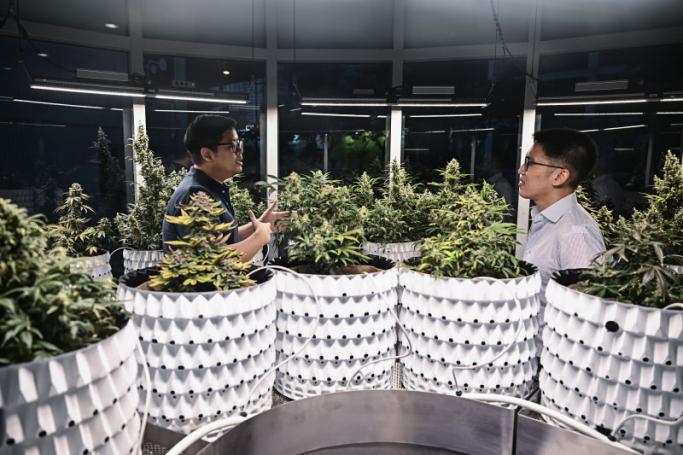 Let the good times roll? Bangkok becomes Southeast Asia's weed Wild ...