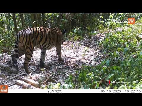 Endangered tiger filmed in Tanintharyi Region | Mizzima Myanmar News ...